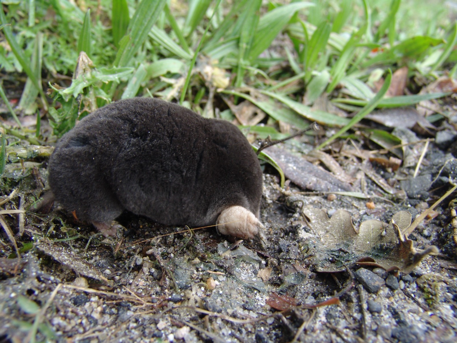 UM DIA DE CAMPO: Talpa occidentalis